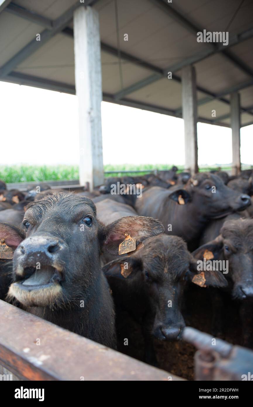 italian mediterranean buffalo breed farm specializing in the production ...