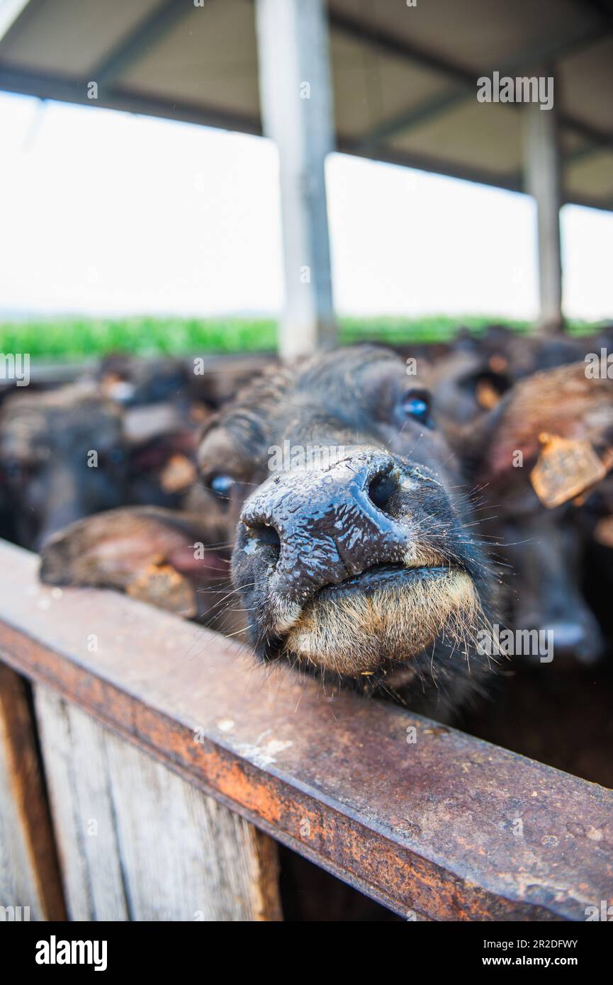 italian mediterranean buffalo breed farm specializing in the production ...