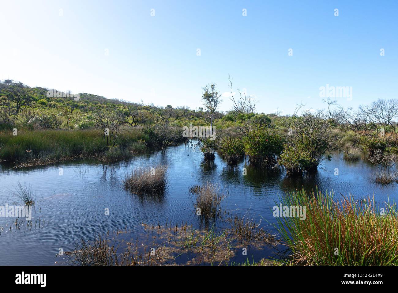 The hanging swamp on the North Head of Sydney, Australia Stock Photo ...