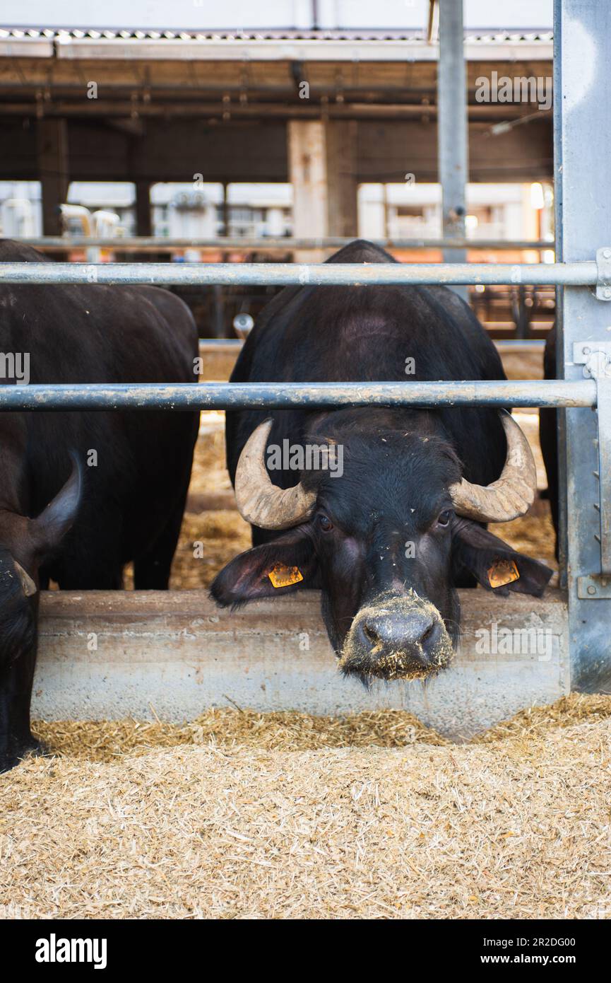 italian mediterranean buffalo breed farm specializing in the production ...