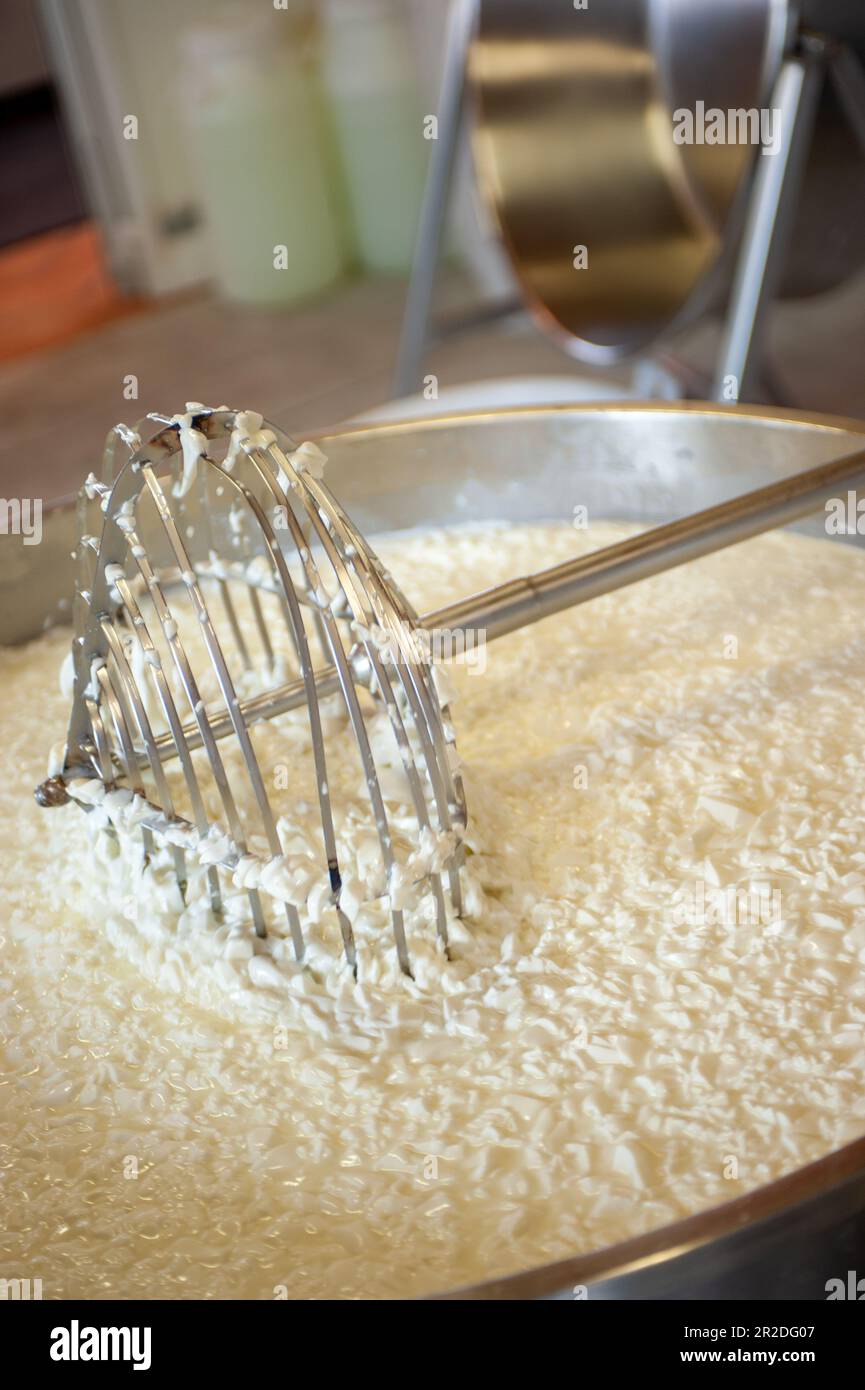 Cheesemaker cooking stirring italian bufalo organic milk in stainless ...