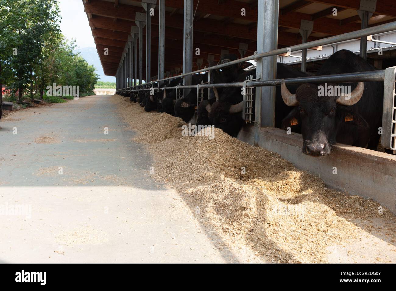 italian mediterranean buffalo breed farm specializing in the production ...