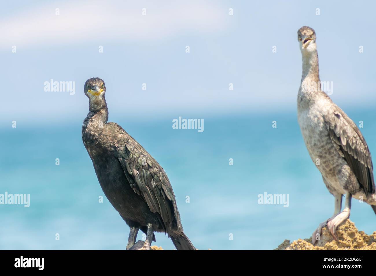 Seabird portraits hi-res stock photography and images - Alamy