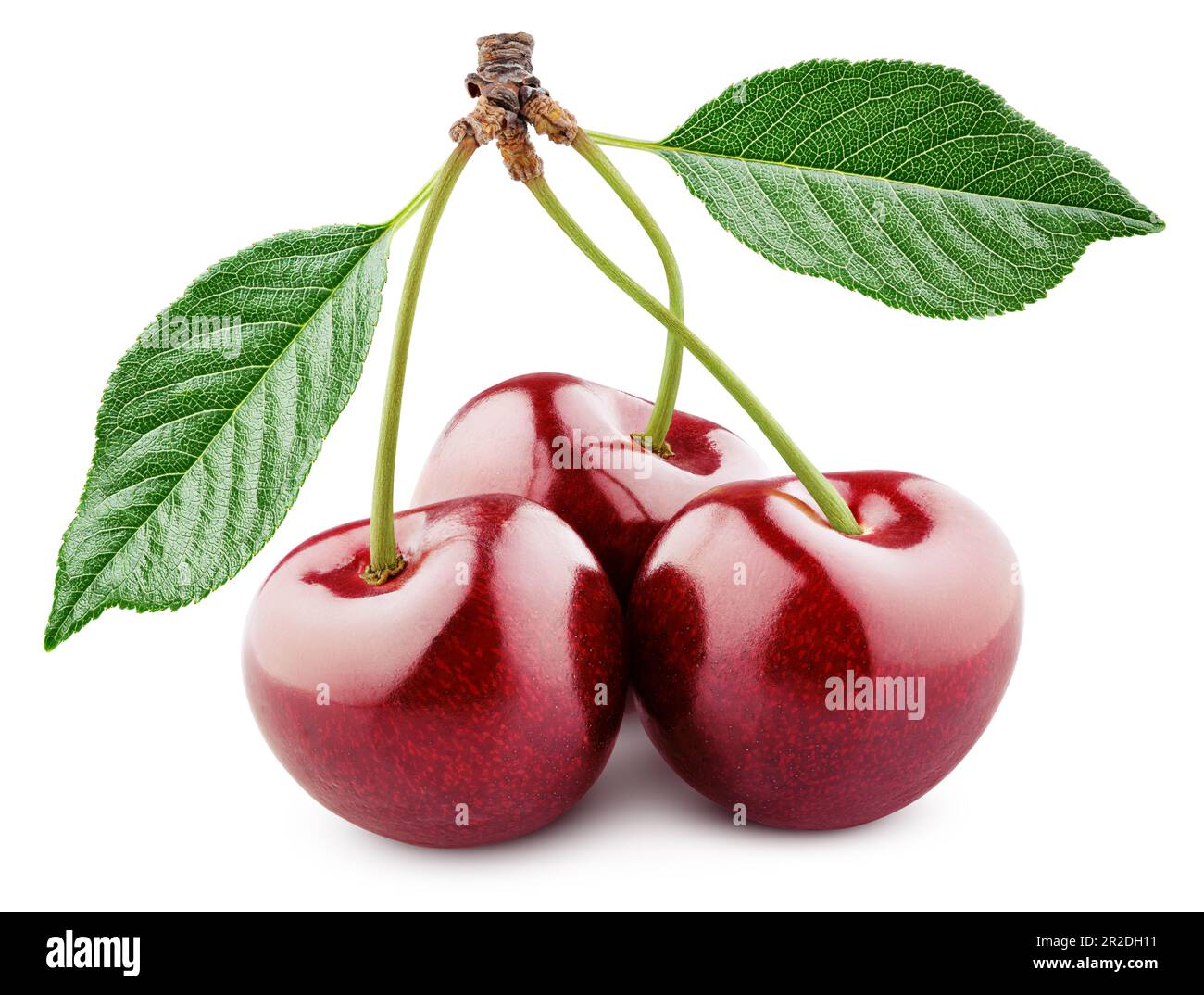 Cherry with stem and leaves isolated on white background with clipping ...