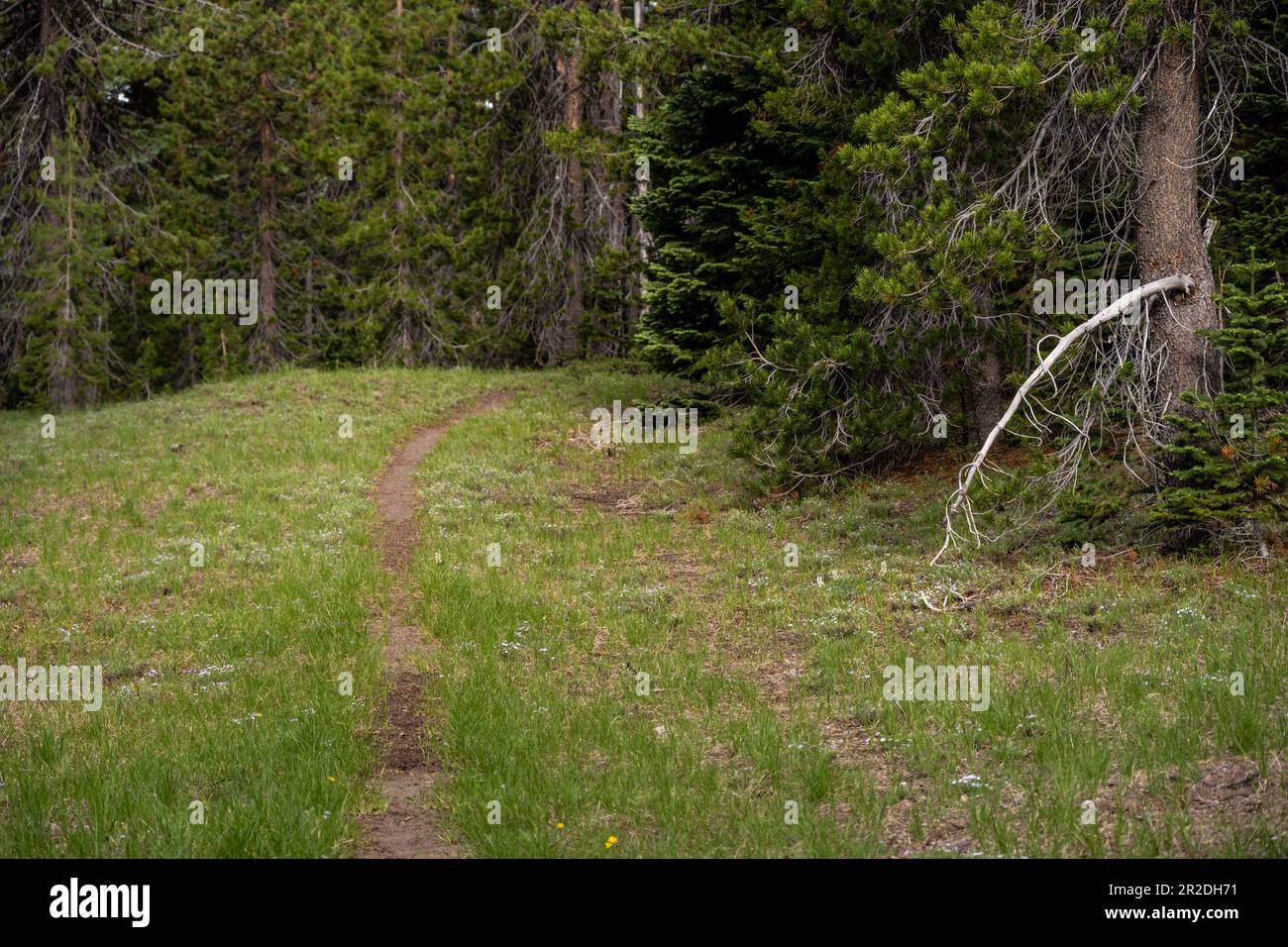 Faint Two Track Trail Cuts through Meadow on the PCT Through Crater ...