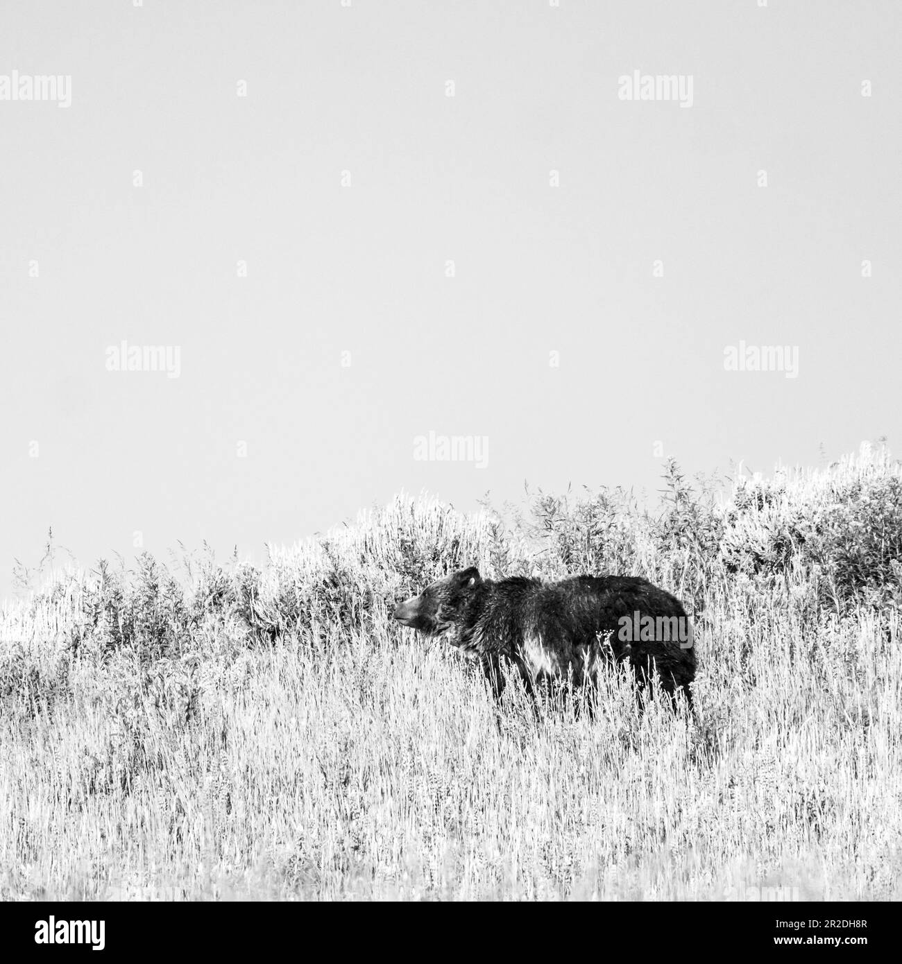 Grizzly face Black and White Stock Photos & Images - Alamy