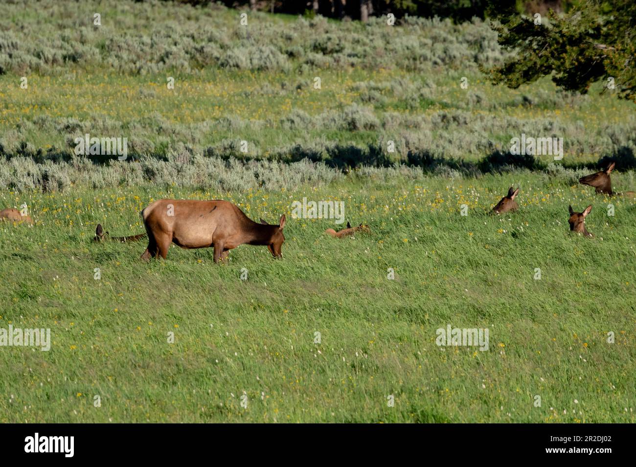 Herd of Elk Laying In The Tall Grasses Near Fishing Bridge in ...