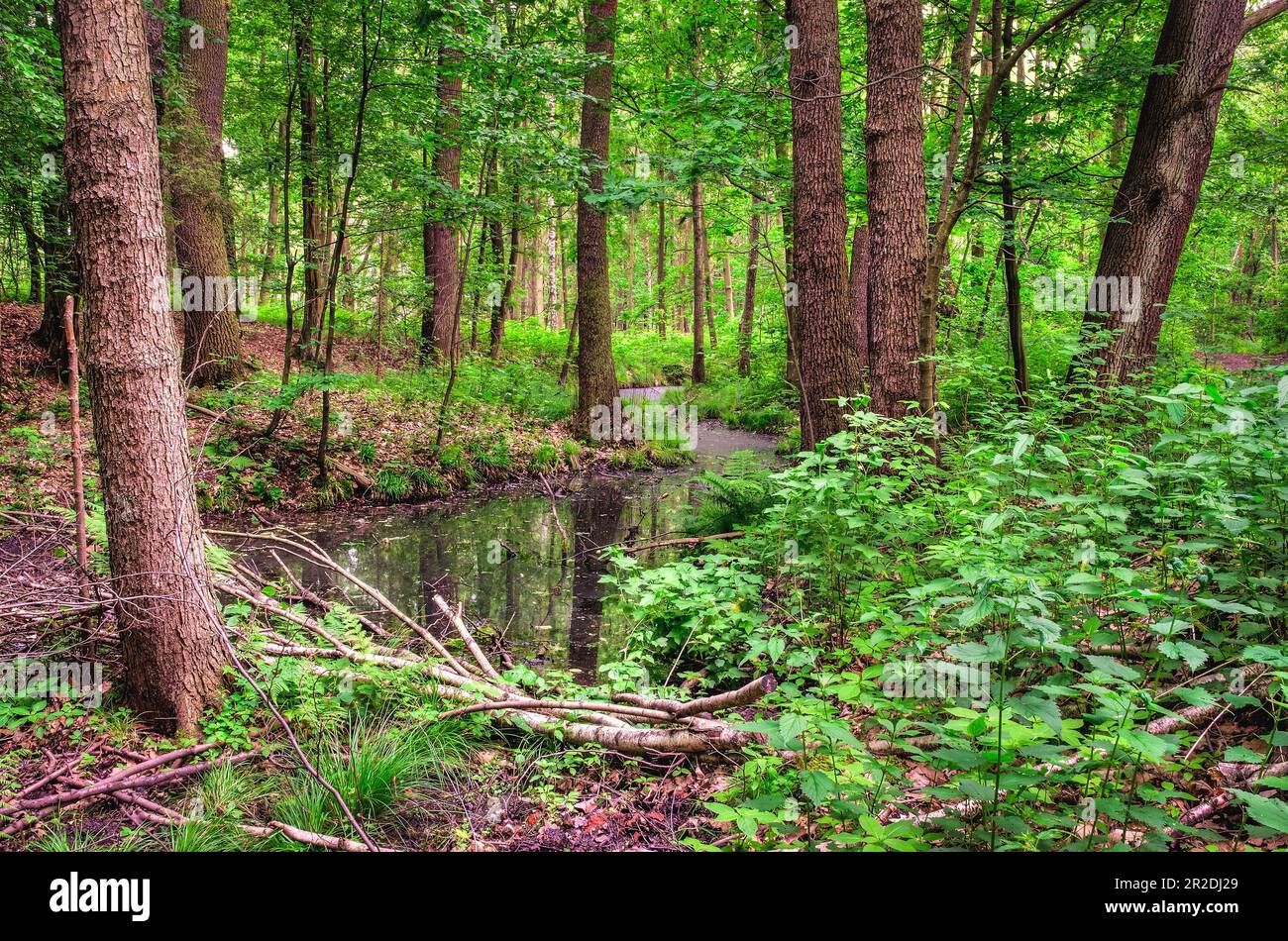 Beautiful green and charming nature in the forest. River among green ...