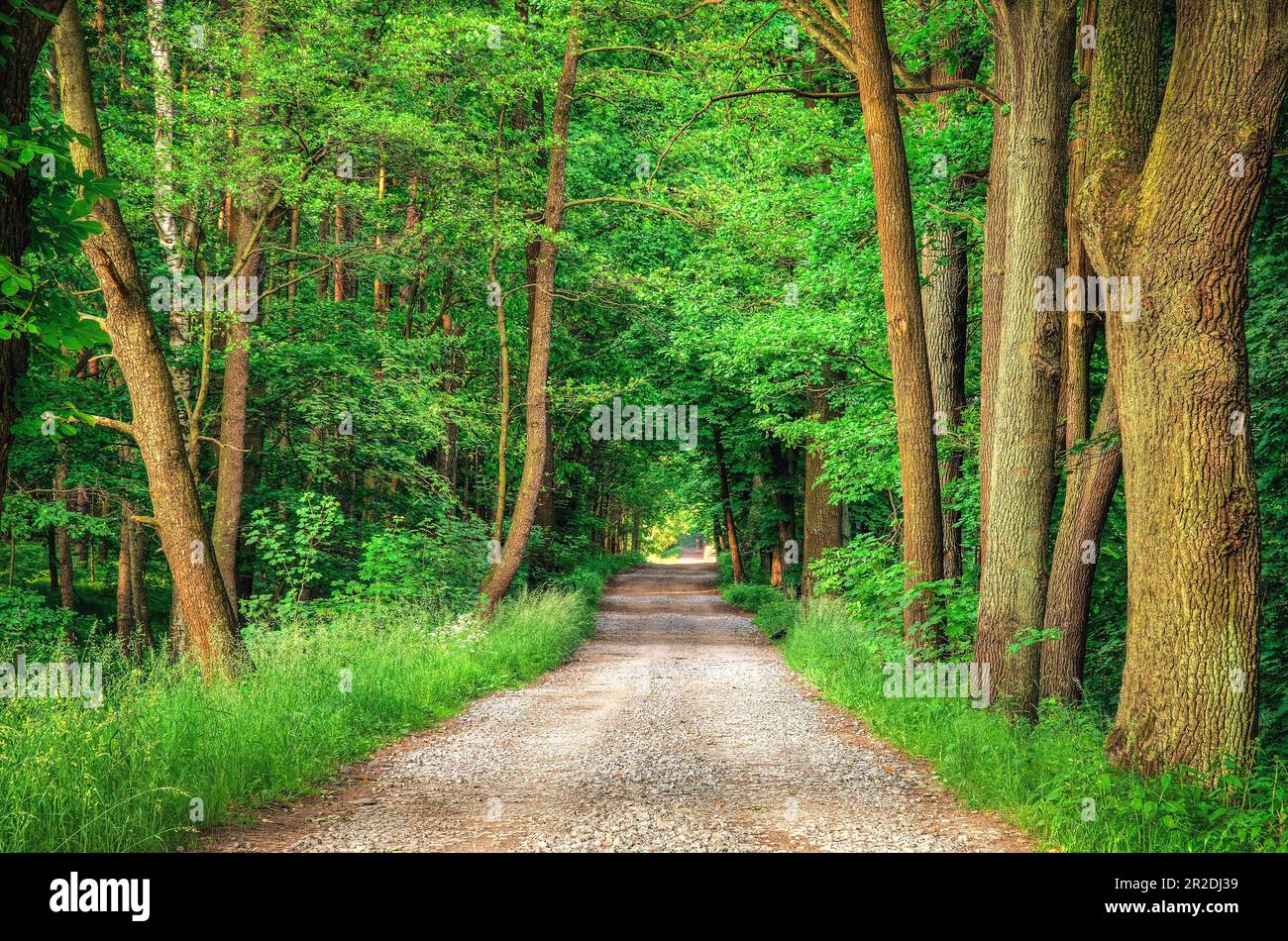 Spring forest landscape. Gravel road in the woods among the green trees ...