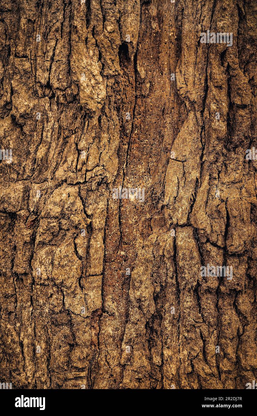 Tree bark texture. Close-up of old wood, may be used as a background ...