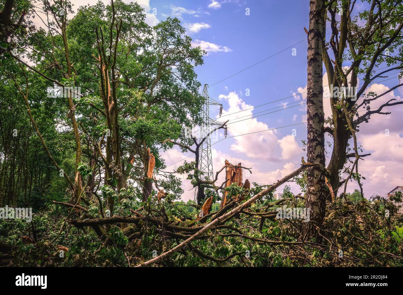 Damaged tree and electric pole. A tree that was struck by lightning in ...