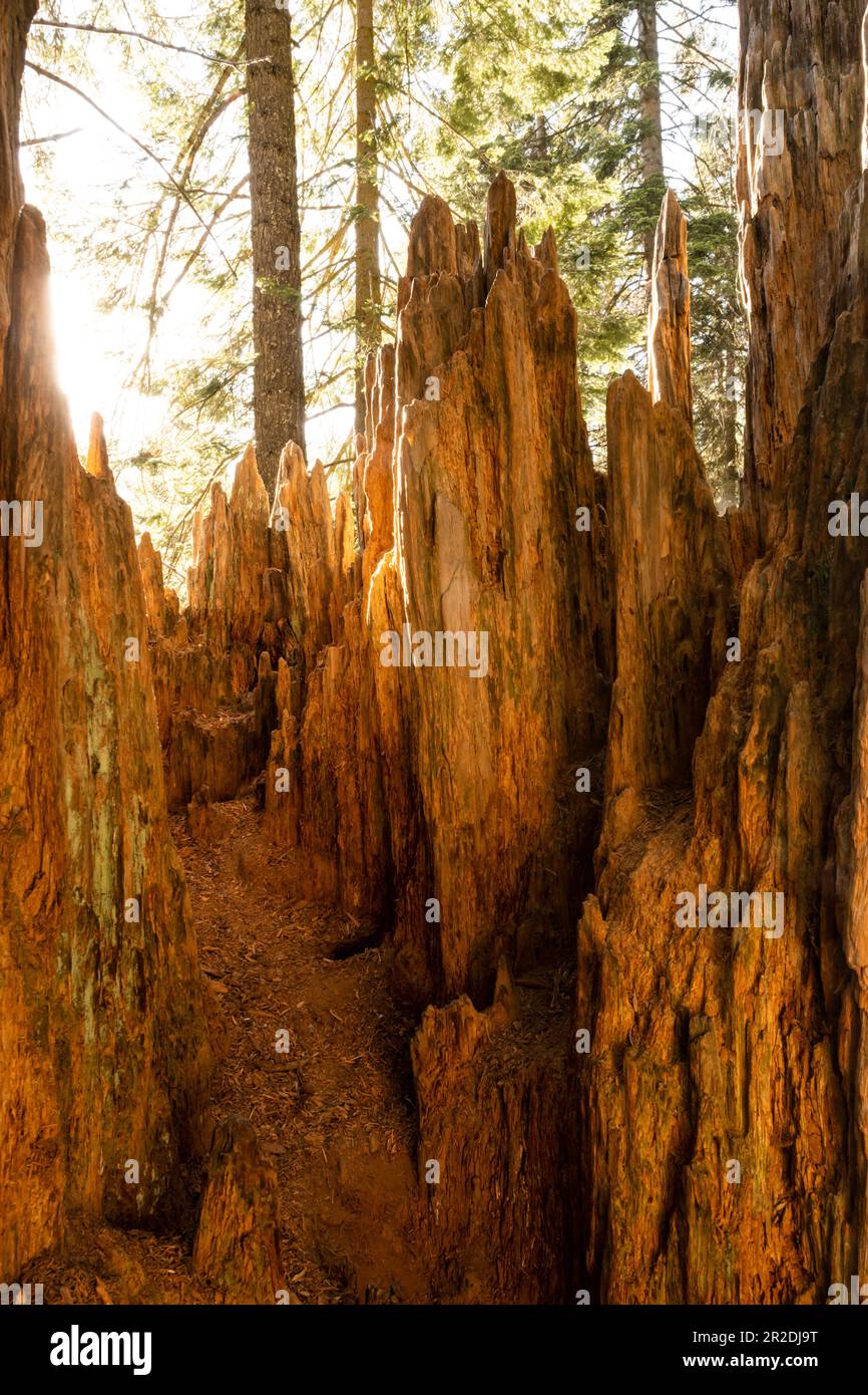 Jagged edge plant hi-res stock photography and images - Alamy
