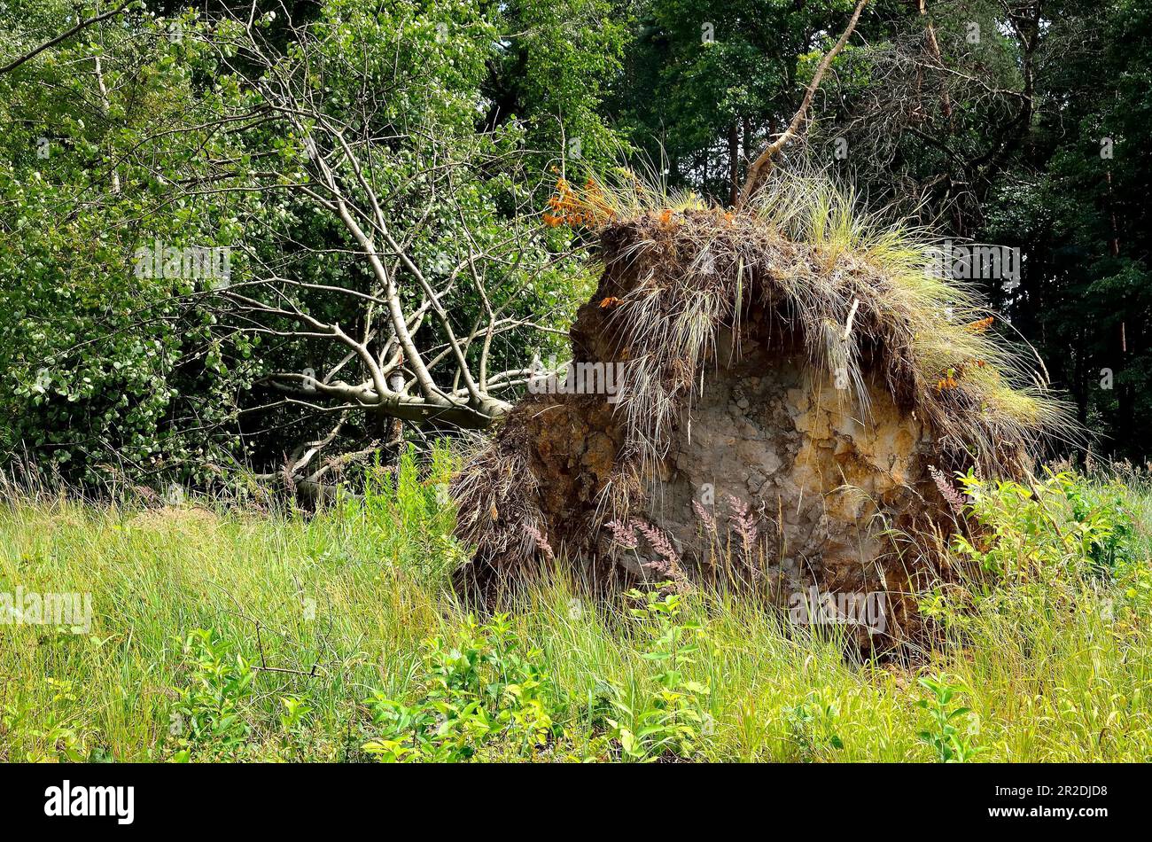 Uprooted tree lying on grass. Root of fallen tree damaged by wind storm ...
