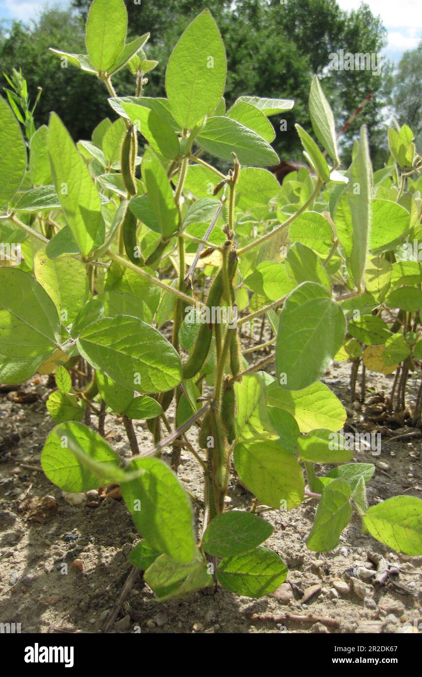 green soya plant from small czech farm Stock Photo - Alamy