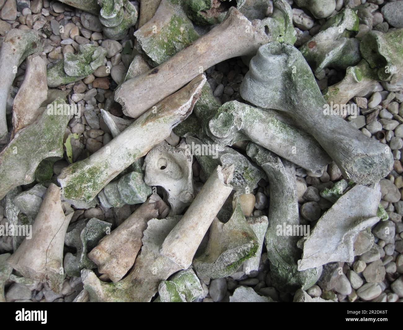 Old bones hi-res stock photography and images - Alamy
