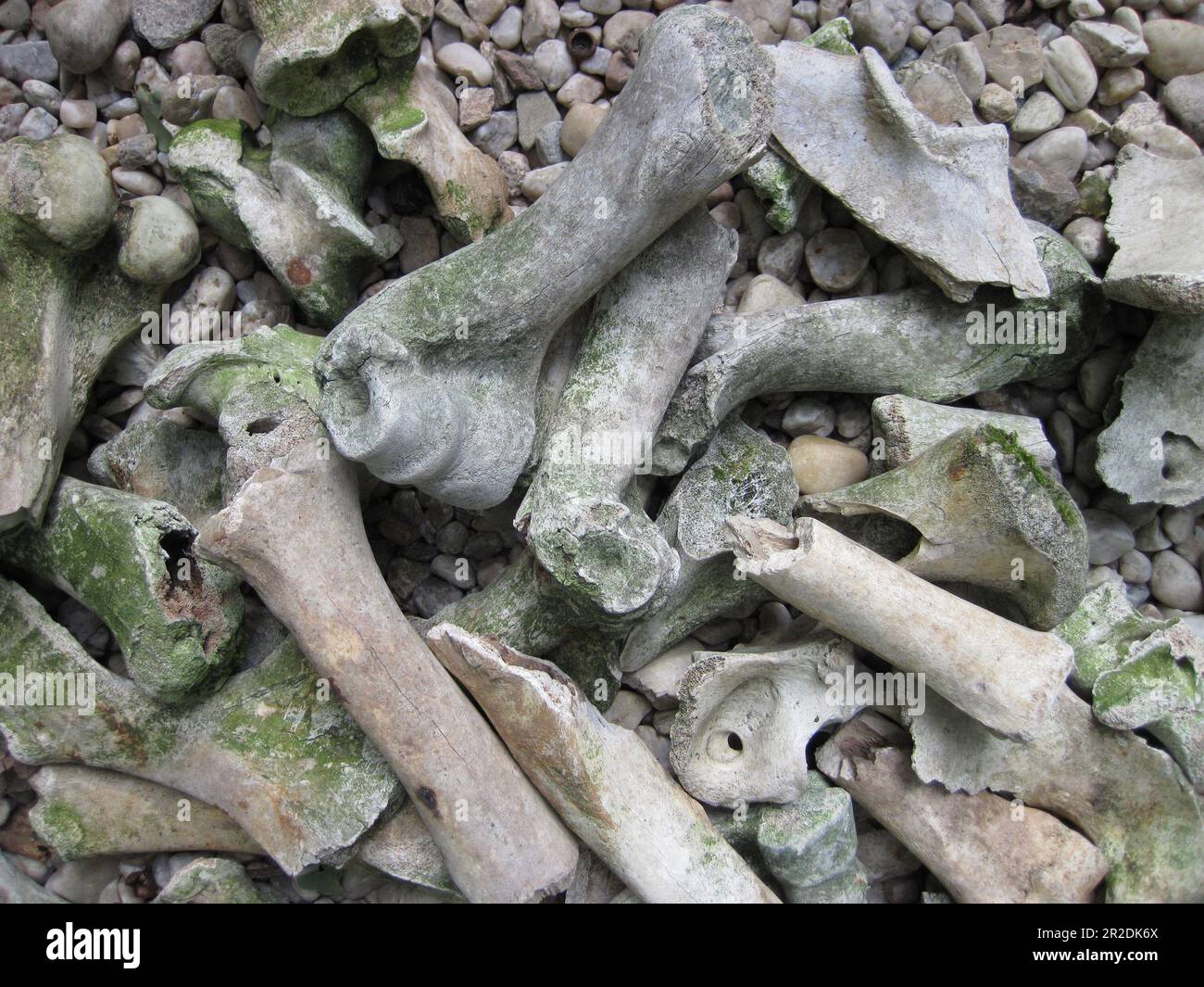 old bones texture as very nice natural background Stock Photo - Alamy