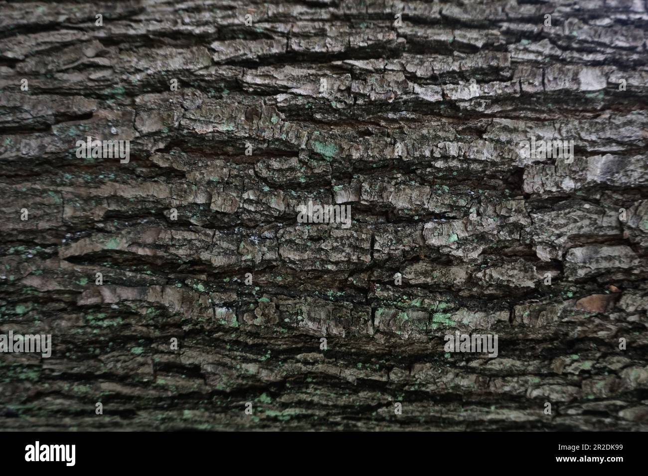 Dark bark tree hi-res stock photography and images - Alamy