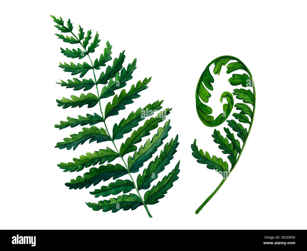 Fern watercolor hand painted illustration in green colors, greenery ...
