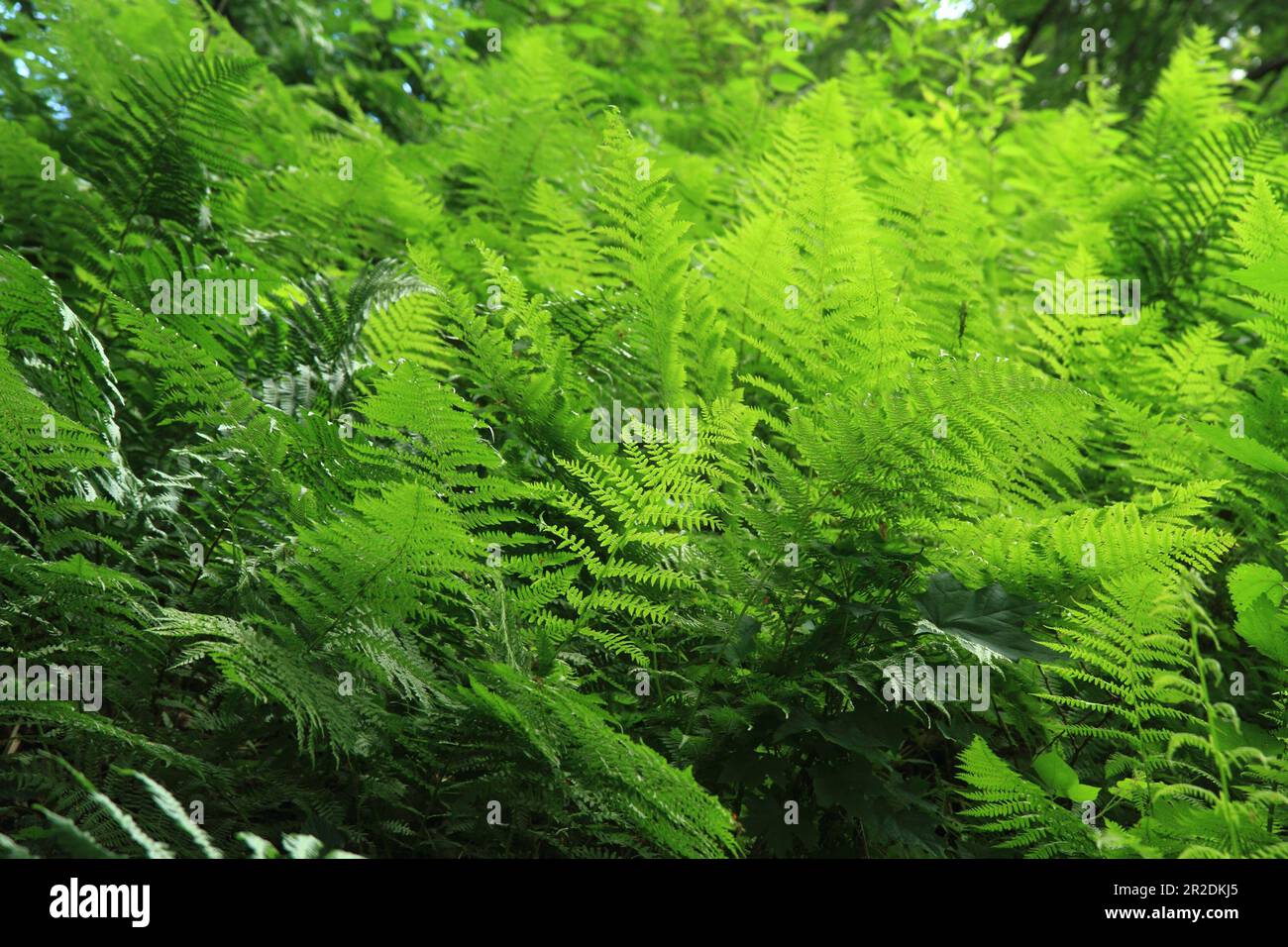 green fern leaves texture as nice natural background Stock Photo - Alamy