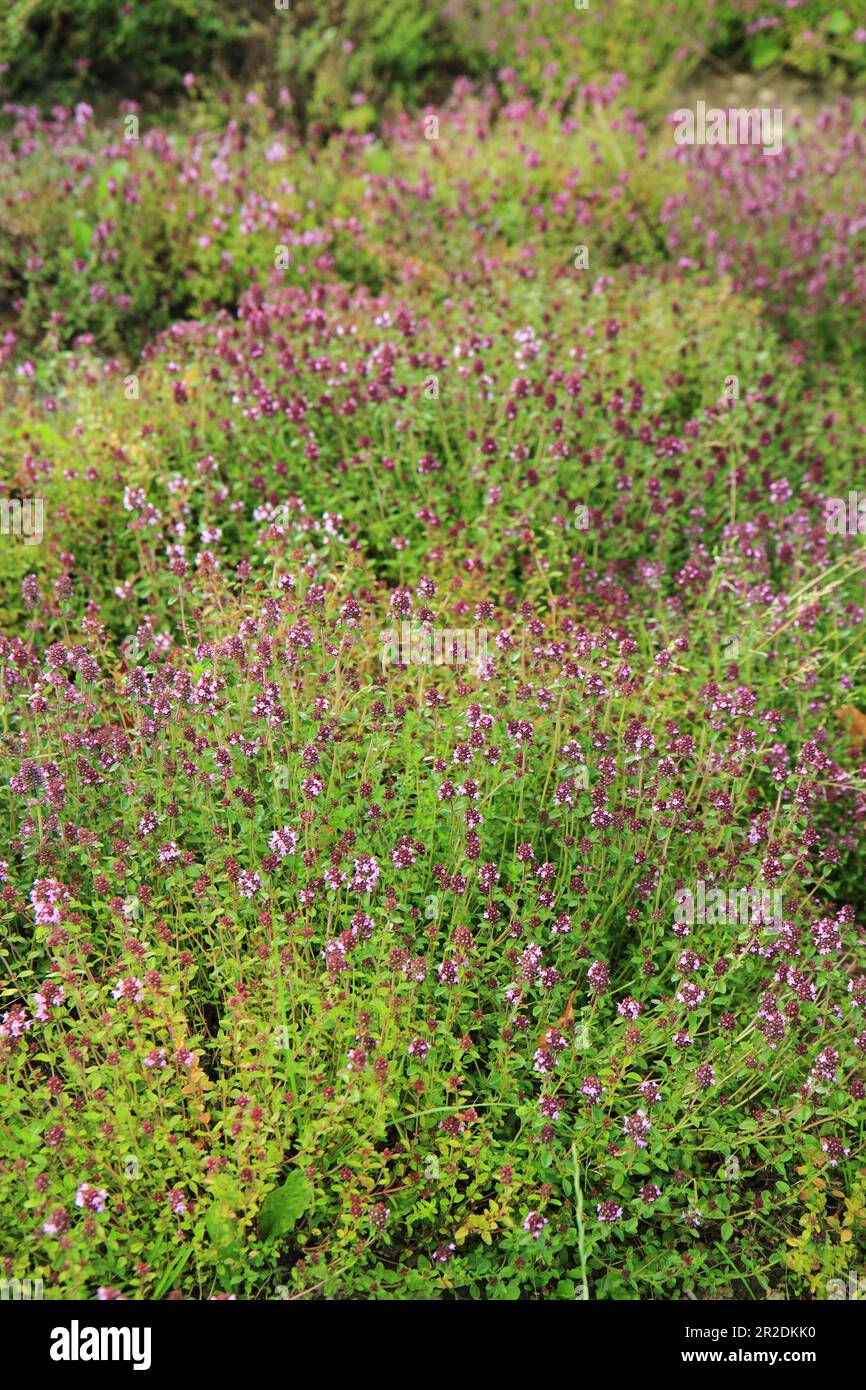 Thyme plants hi-res stock photography and images - Alamy