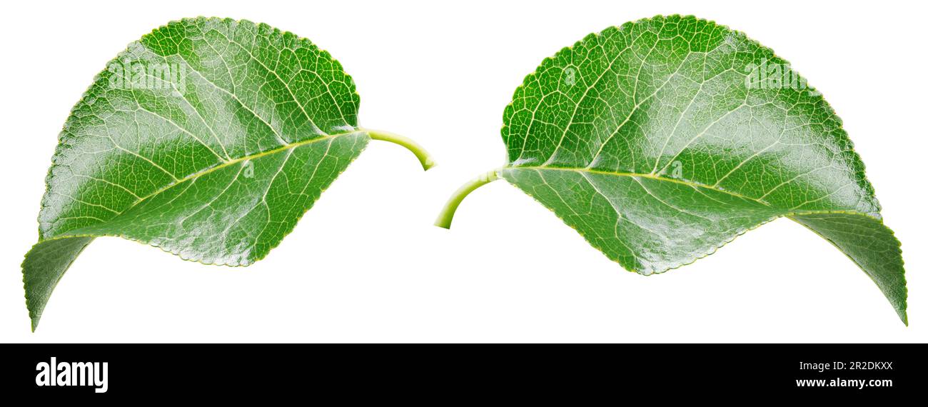 Apple leaf isolated on white background. Fruit green leaves with ...