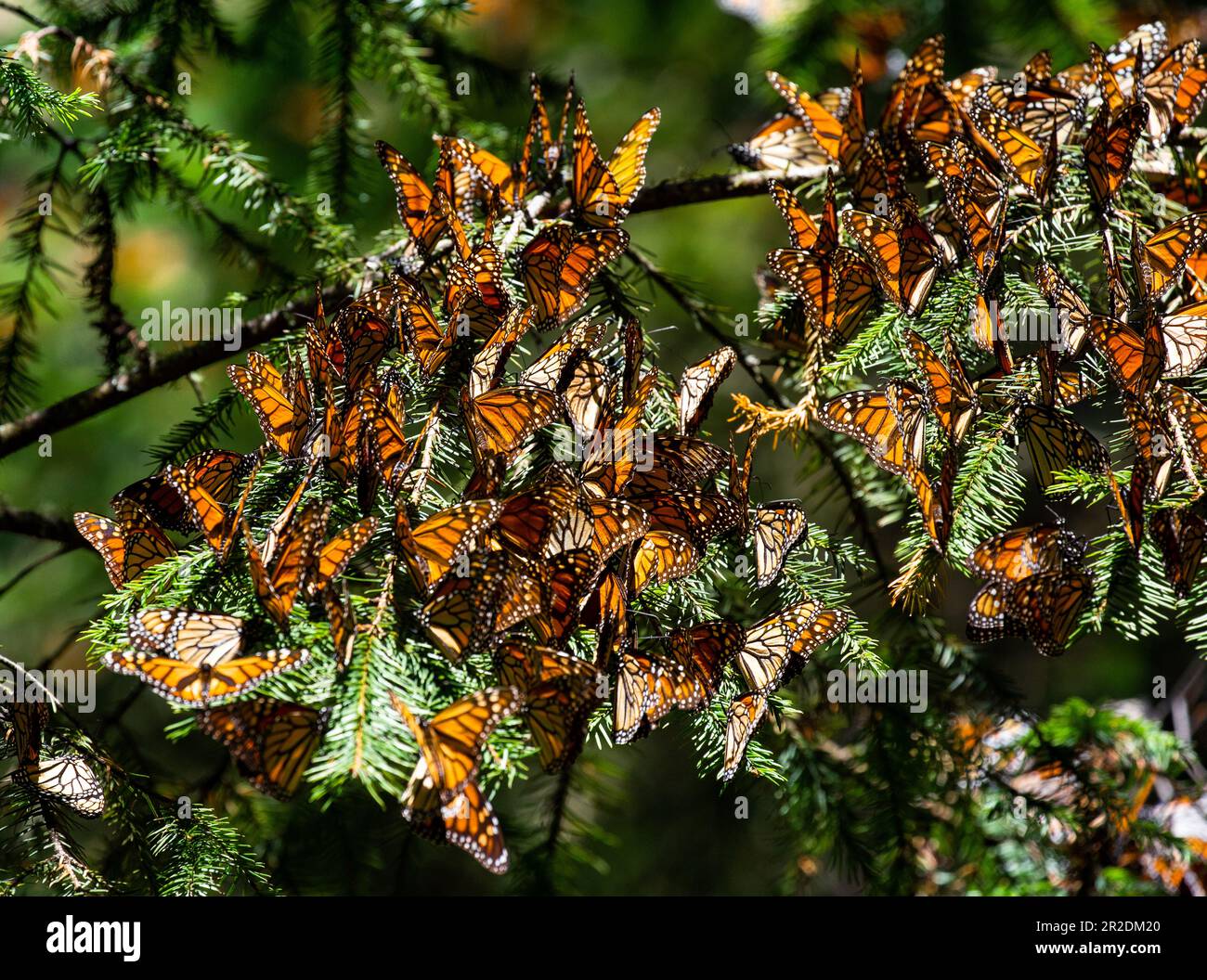 Colony of Monarch butterflies (Danaus plexippus) is sitting on pine ...