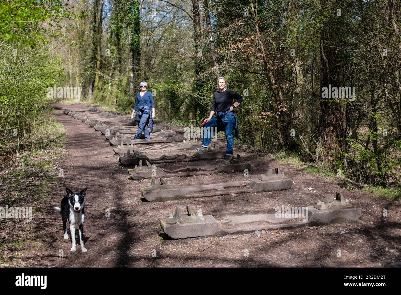 Sculpture park forest of Dean, sculptures in the forest Stock Photo - Alamy