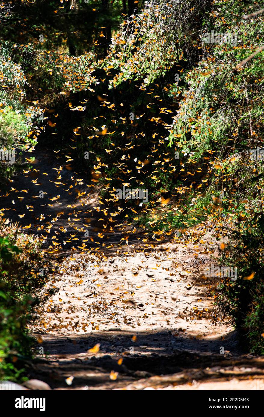 Monarch butterflies (Danaus plexippus) are flying in a park El Rosario ...