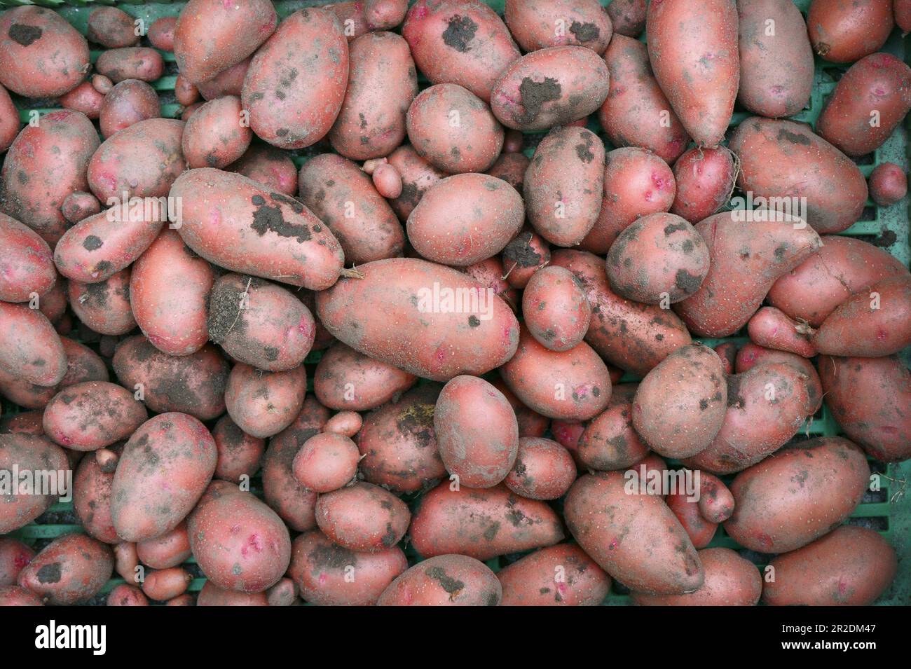 Potatoes texture hi-res stock photography and images - Alamy