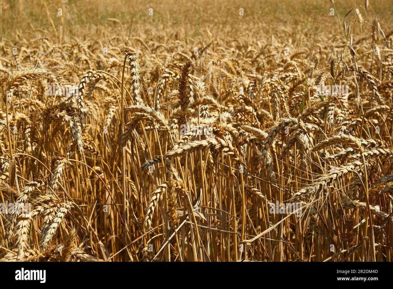 golden corn field as very nice natural background Stock Photo - Alamy