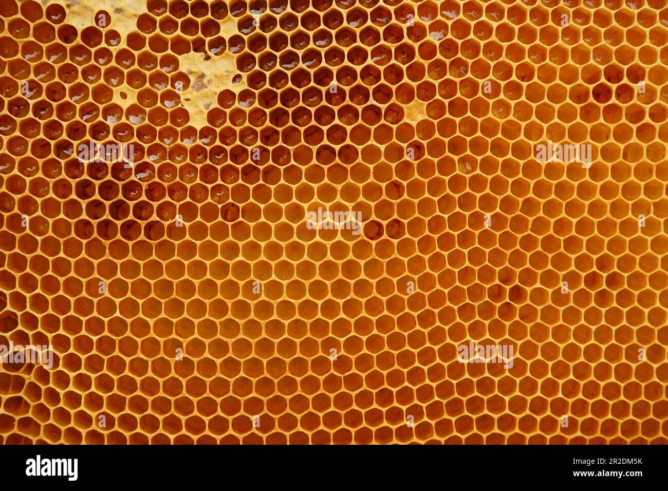 honeycomb texture with honey as nice natural food background Stock ...