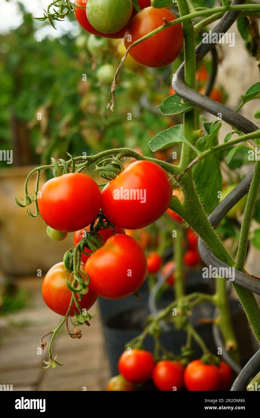 tomatoes plants with produce from small czech farm Stock Photo - Alamy