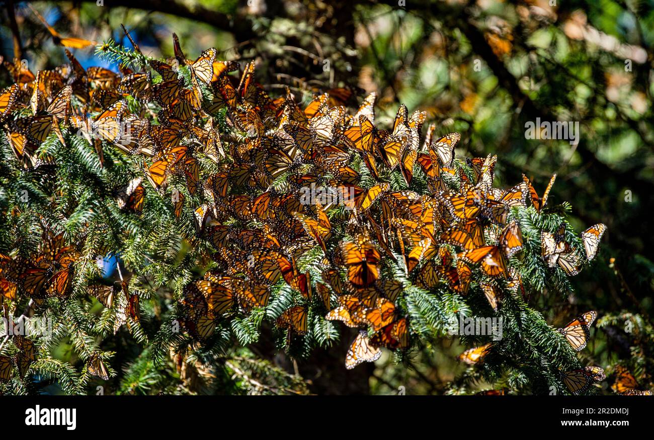 Colony of Monarch butterflies (Danaus plexippus) is sitting on pine ...