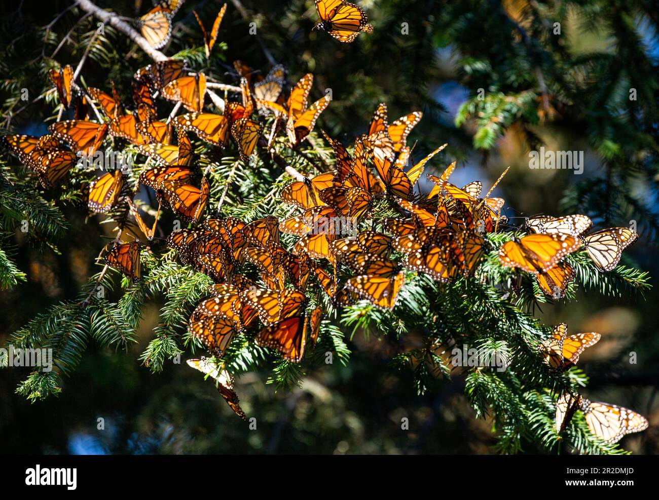 Colony of Monarch butterflies (Danaus plexippus) is sitting on pine ...