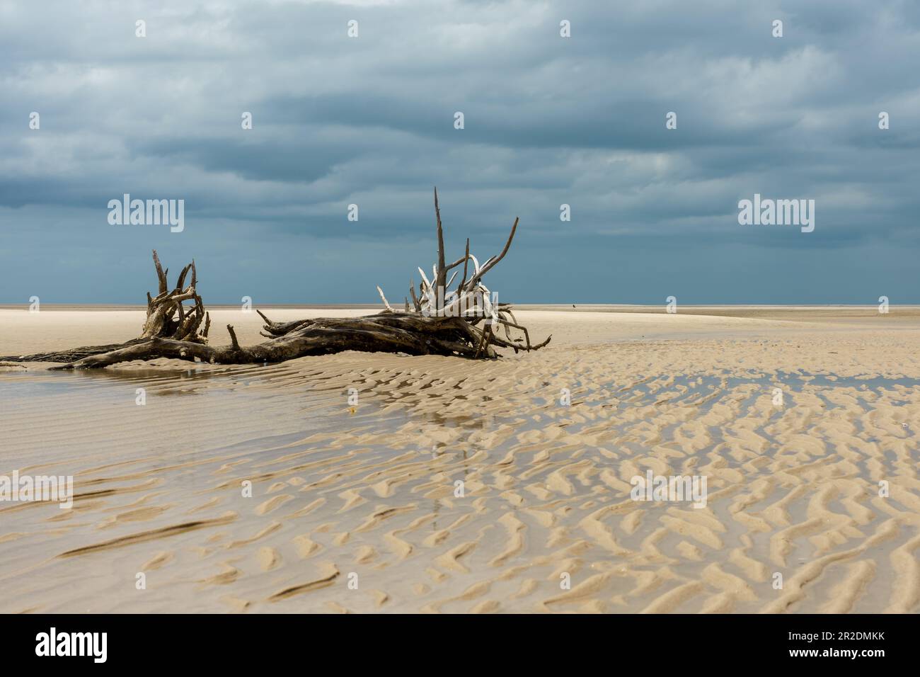Fallen trees on the beach at Woodgate Stock Photo - Alamy