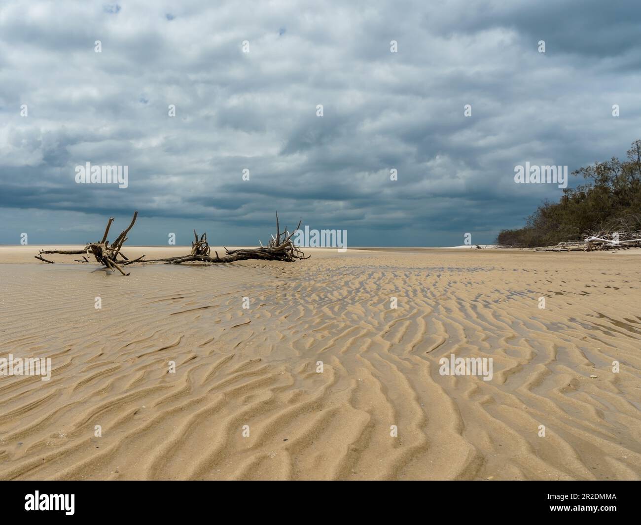 Fallen trees on the beach at Woodgate Stock Photo - Alamy