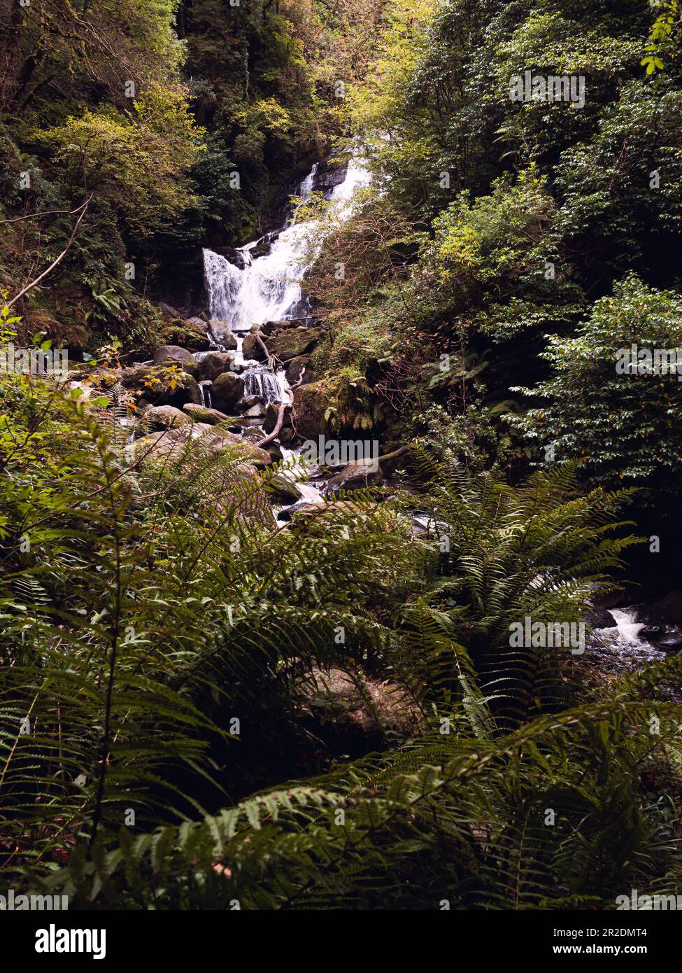 A view of Torc Waterfall hiding among ferns and other vegetation. This ...