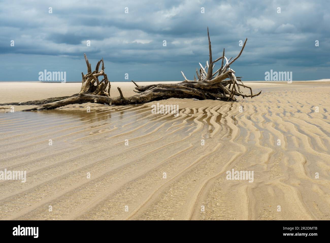Open tree roots hi-res stock photography and images - Alamy