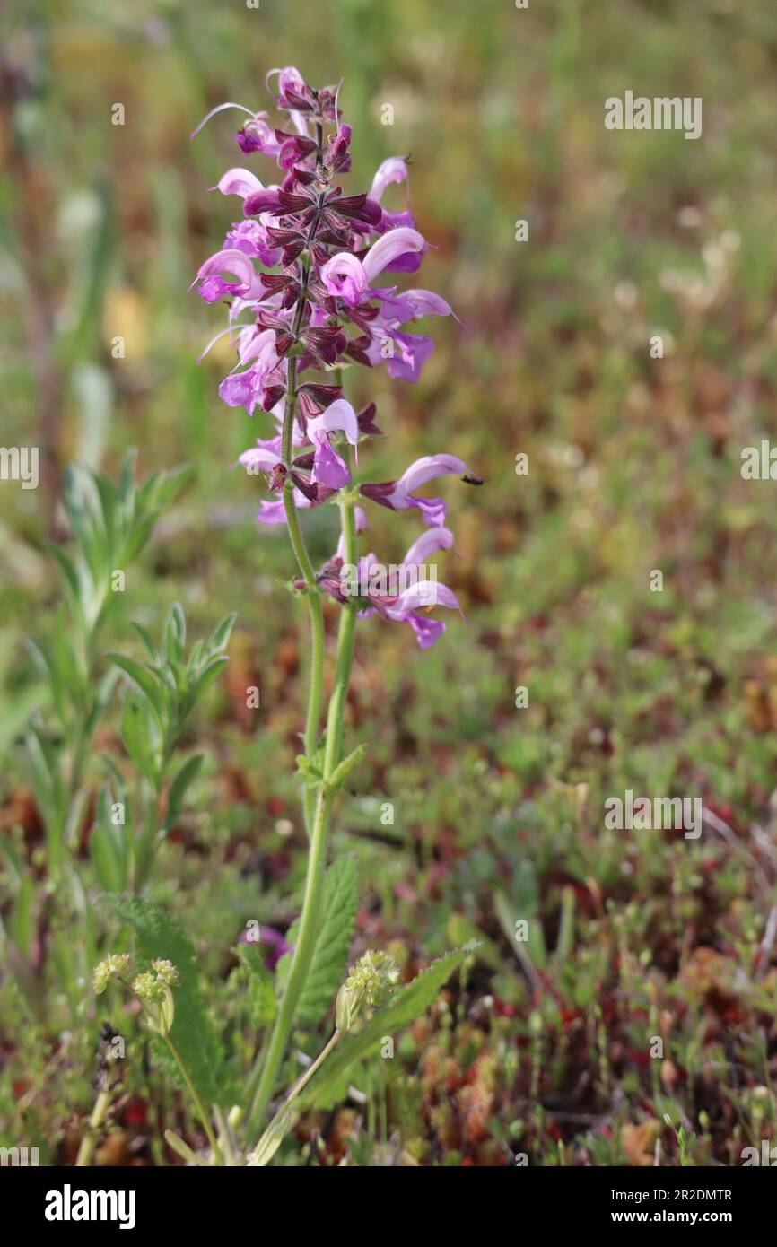 Sage steppe hi-res stock photography and images - Alamy