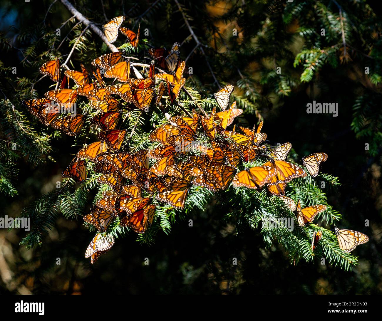 Colony of Monarch butterflies (Danaus plexippus) is sitting on pine ...