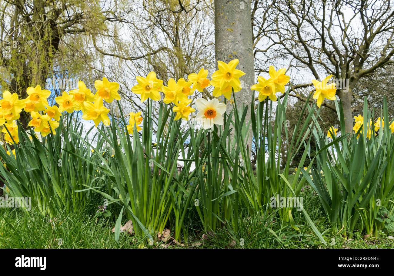 Spring daffodils and odd one out Stock Photo - Alamy