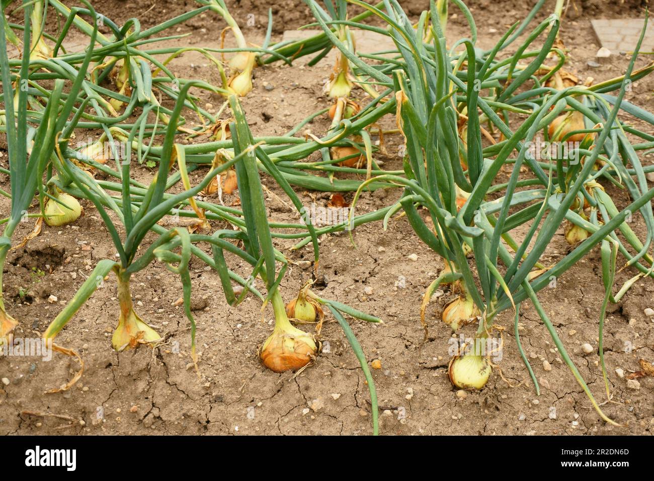 onion field from small czech farm as nice background Stock Photo - Alamy