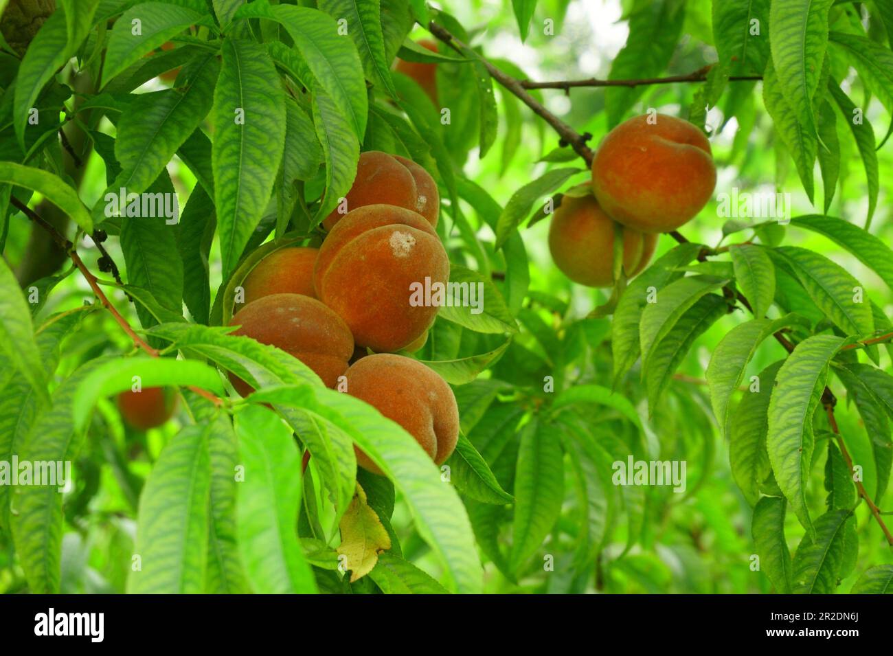 peach tree with fruits as nice natural background Stock Photo - Alamy