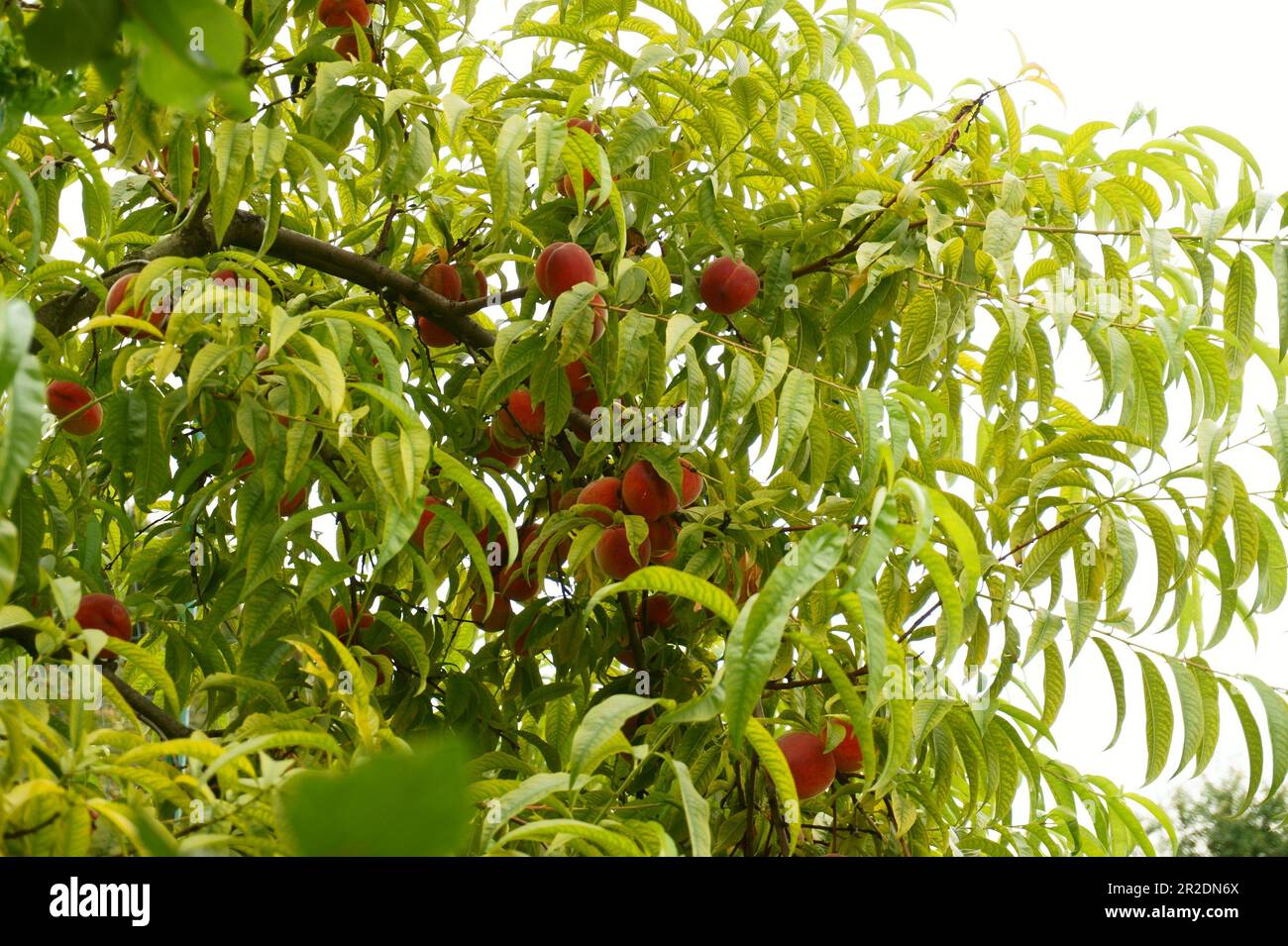 peach tree with fruits as nice natural background Stock Photo - Alamy