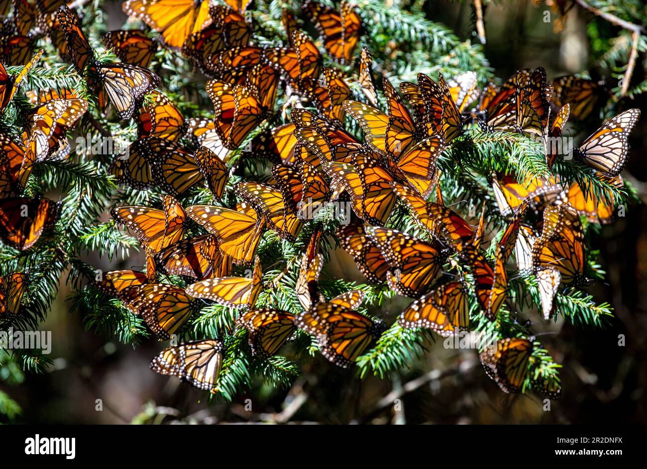 Colony of Monarch butterflies (Danaus plexippus) is sitting on pine ...