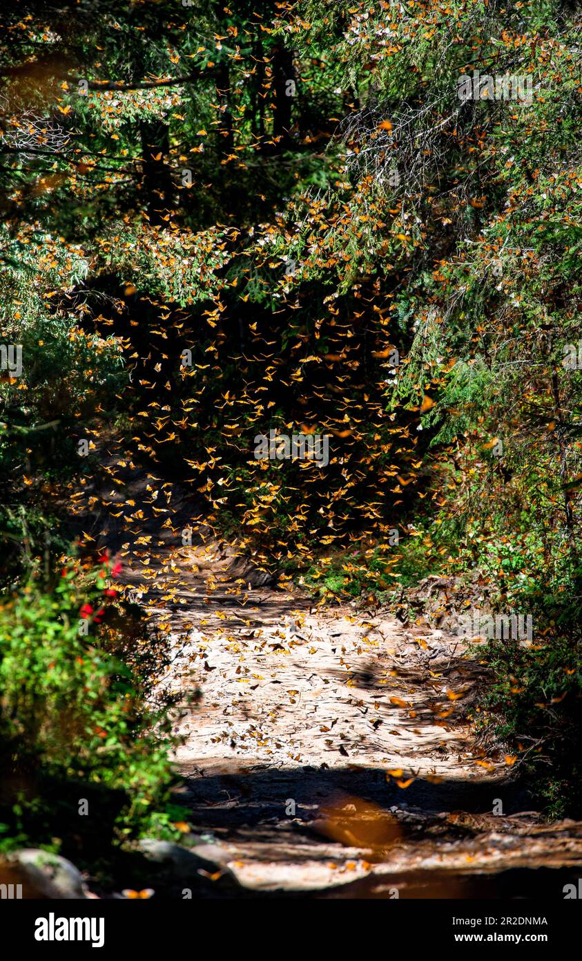 Monarch butterflies (Danaus plexippus) are flying in a park El Rosario ...