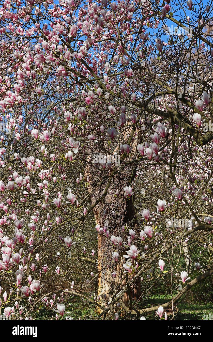 Magnolia lifecycle hi-res stock photography and images - Alamy