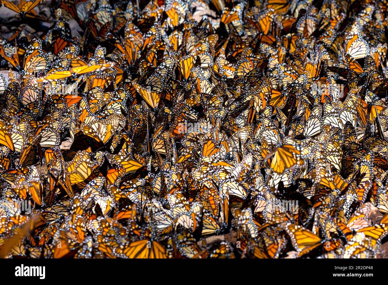 Monarch butterflies (Danaus plexippus) are sitting on the ground near a ...