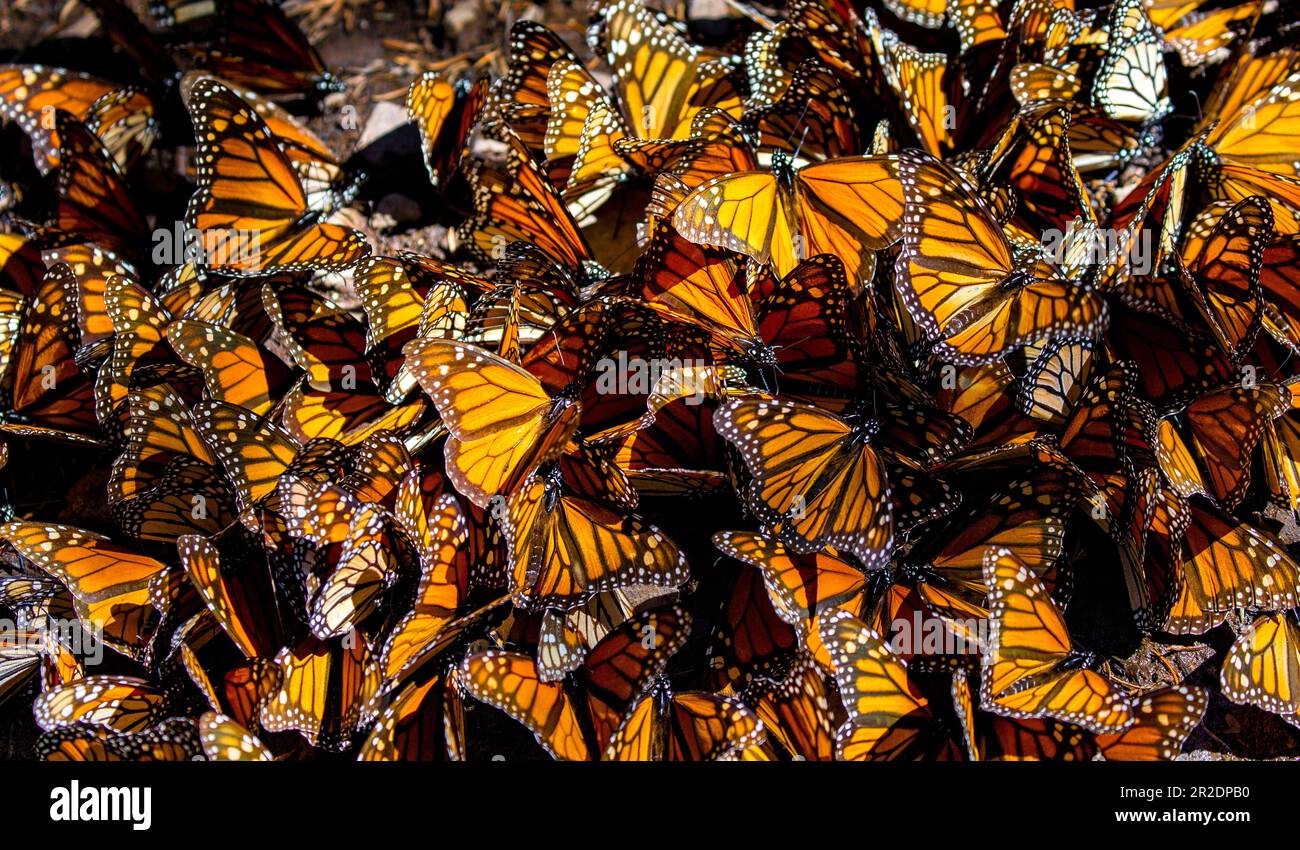 Monarch butterflies (Danaus plexippus) are sitting on the ground near a ...