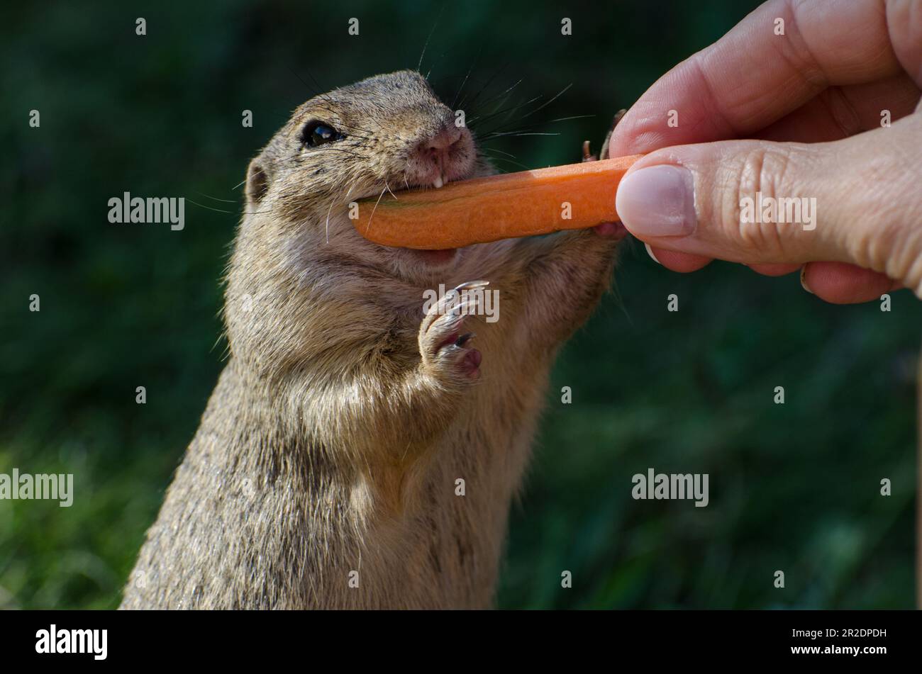 gopher eating carrot Stock Photo - Alamy